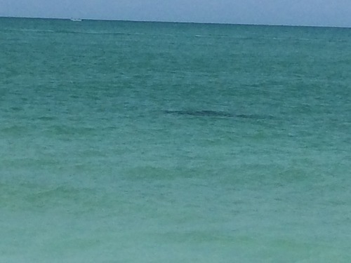 Anna Maria Island Surf Forecast and Surf Reports (Florida - Gulf, USA)