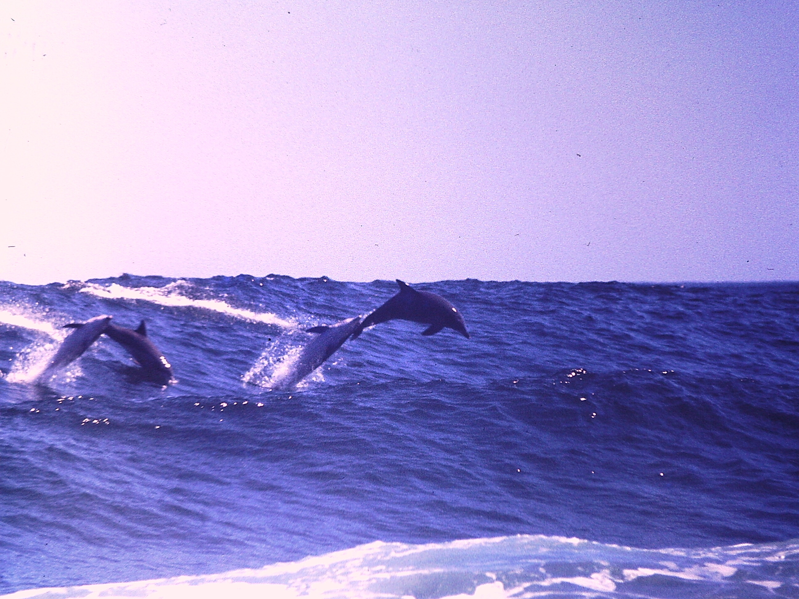 Moses Rock Surf Photo by calvin graham | 12:00 am 1 Mar 1982
