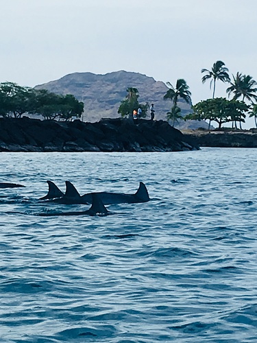 Pokai Bay Surf Forecast and Surf Reports (HAW - Oahu, USA)